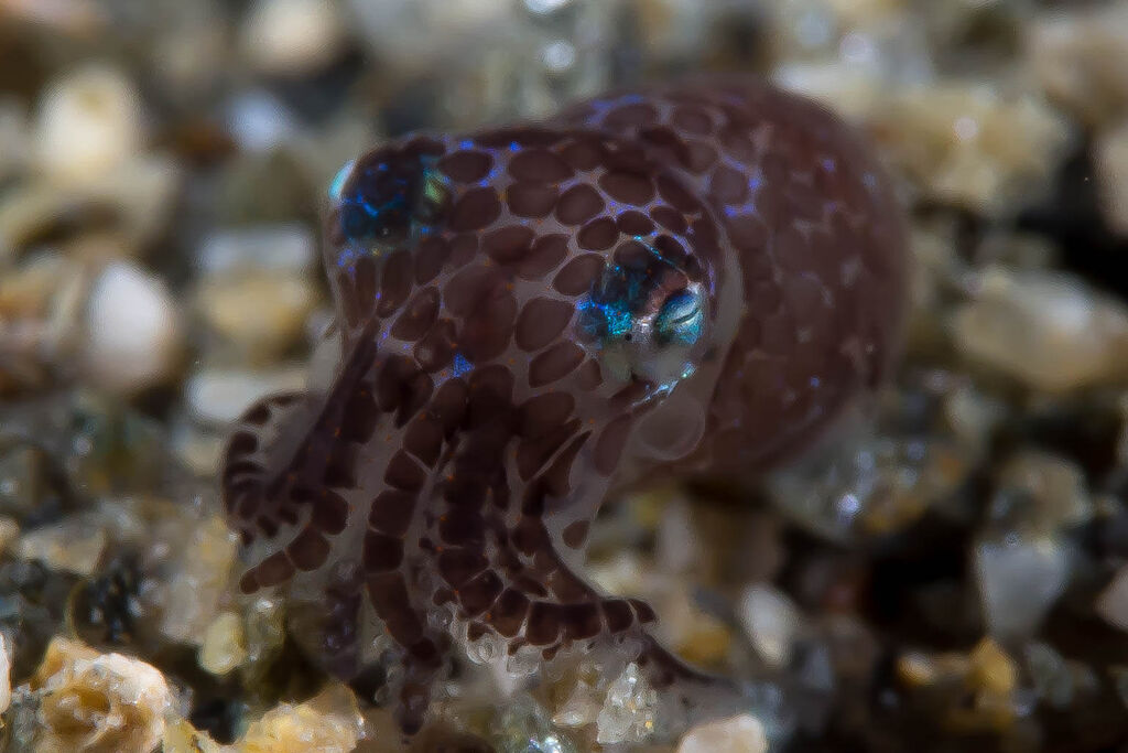 Two Oceans Aquarium | Adorable bobtail squid hitchhiker shows off its…
