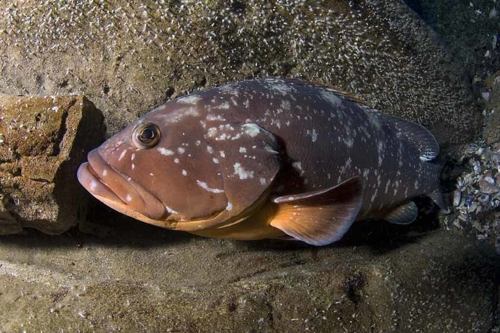 Two Oceans Aquarium | Top 10 interesting things to spot in our Save…