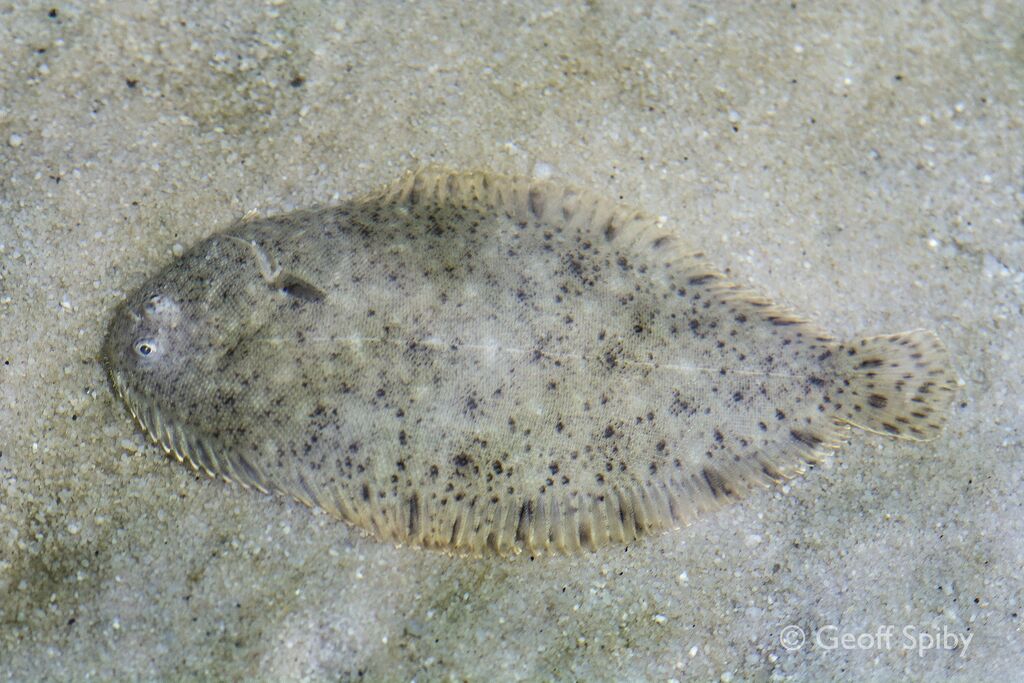 Two Oceans Aquarium | Locomotion in the ocean: how sea animals move