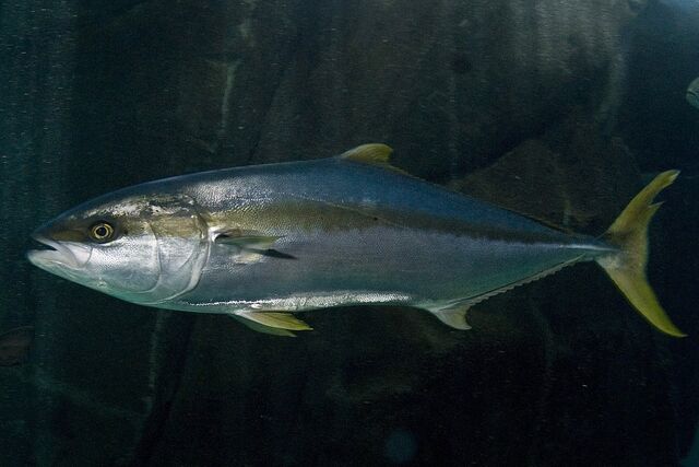 Two Oceans Aquarium | Locomotion in the ocean: how sea animals move