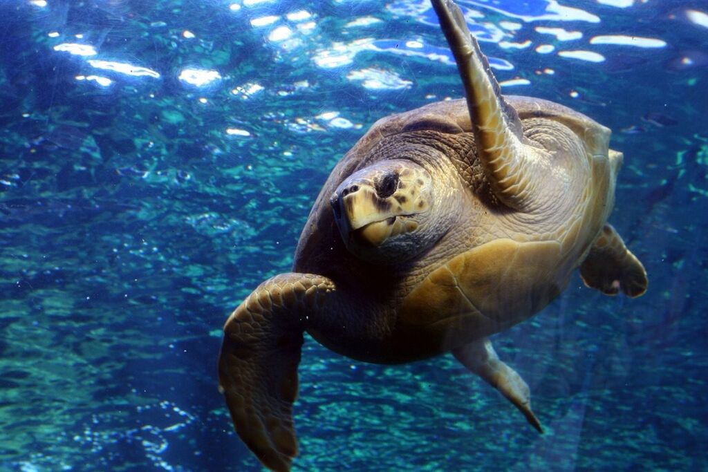 Two Oceans Aquarium | Locomotion in the ocean: how sea animals move