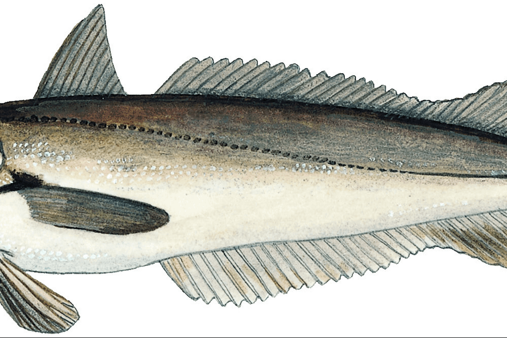 Two Oceans Aquarium Foundation | Lucio's kitchen: how to make…