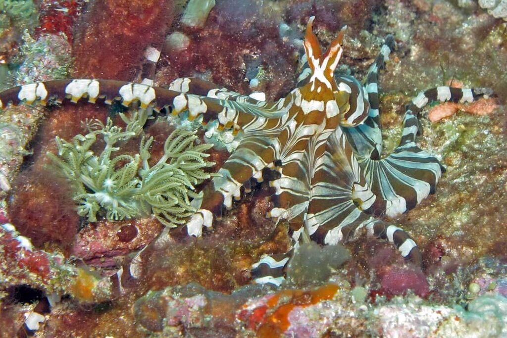 Two Oceans Aquarium | Ocean animals with the weirdest names