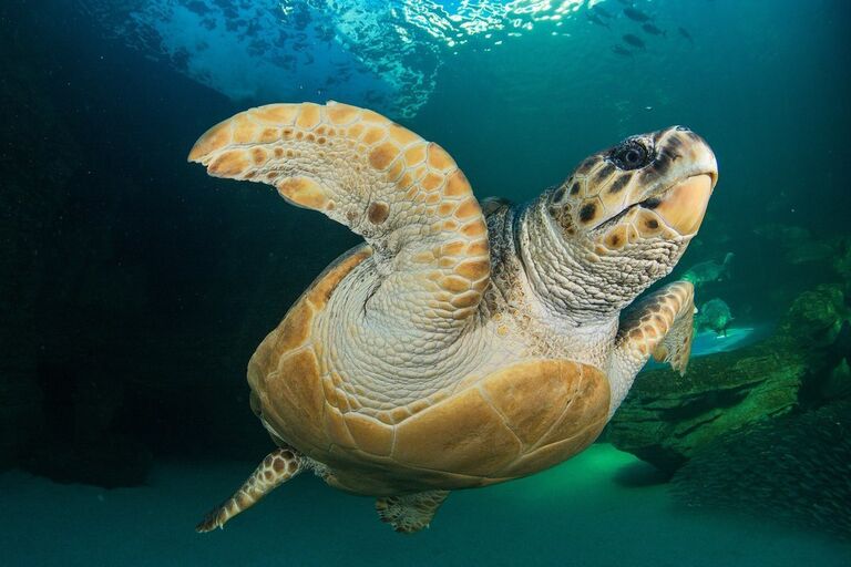 Two Oceans Aquarium | Yoshi the sea turtle’s almost 40 000 km oceanic…