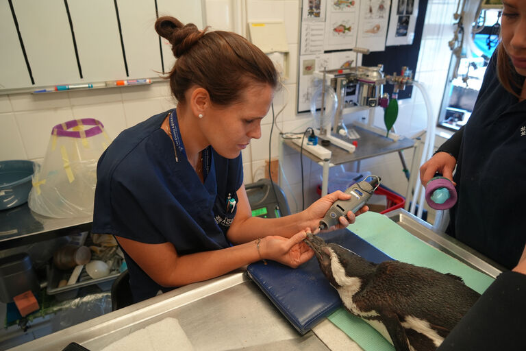 Two Oceans Aquarium | Meet our marvellous vets!