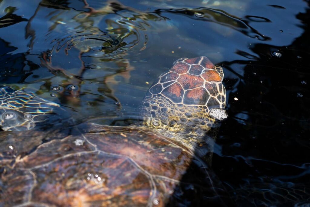 Two Oceans Aquarium | Art inspired by bob the turtle