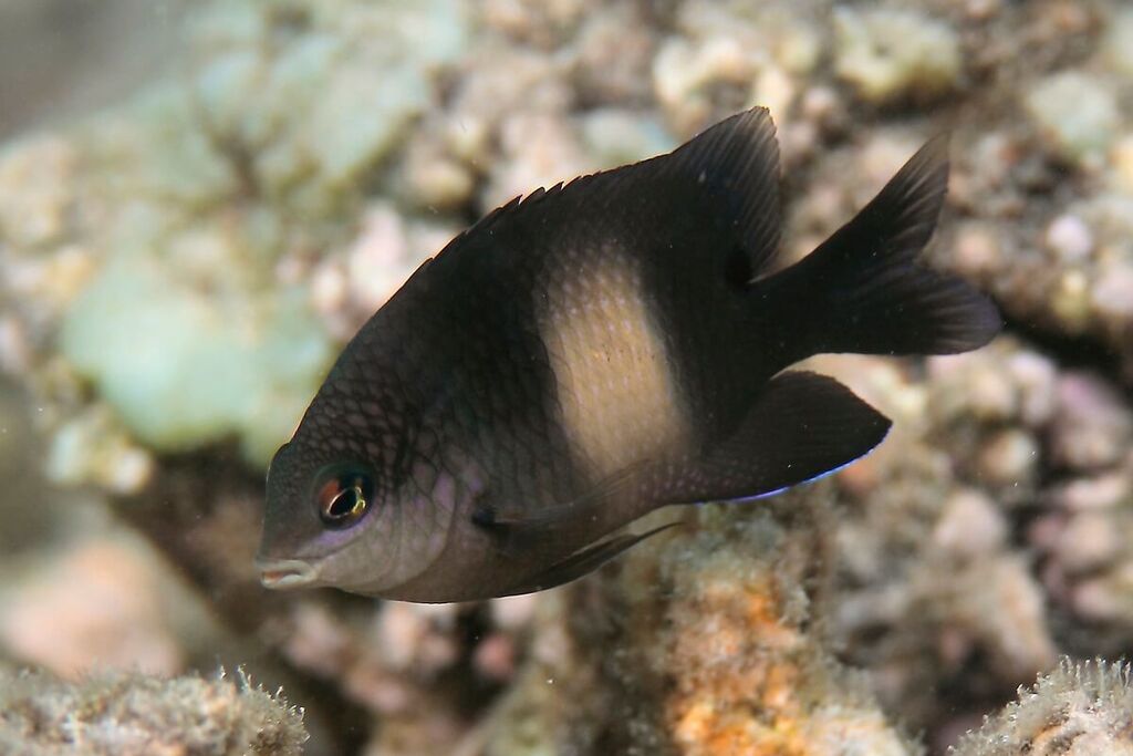 Two Oceans Aquarium | Social distancing: what do sea animals do when…