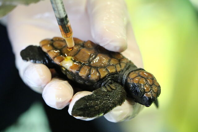 Two Oceans Aquarium | Yoshi the turtle makes scientific discovery:…