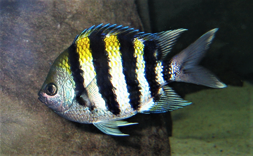 Two Oceans Aquarium | Sergeant major