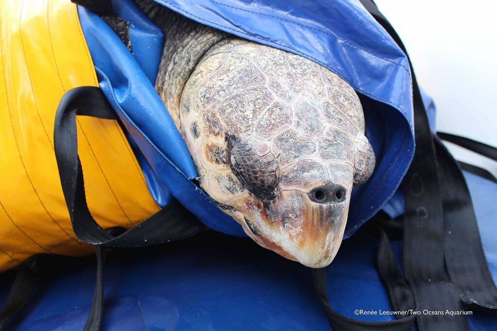 Two Oceans Aquarium | Yoshi the turtle makes scientific discovery:…