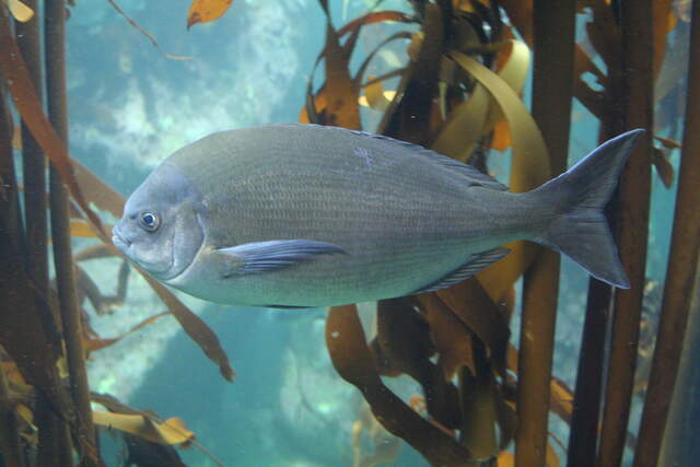Two Oceans Aquarium | Hottentot