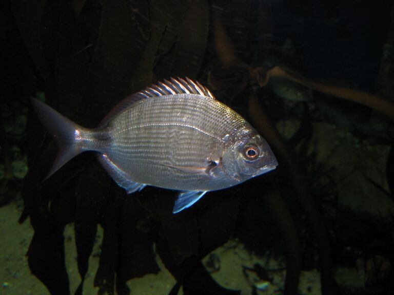 Two Oceans Aquarium | The dassie is a deep-bodied, oval-shaped fish…