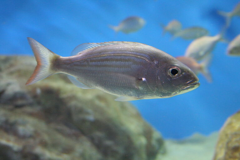 Two Oceans Aquarium | Carpenter