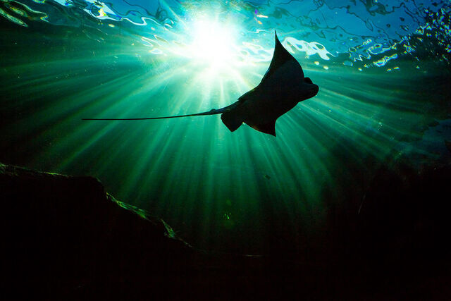 Two Oceans Aquarium | Eagle rays: everything you need to know about…