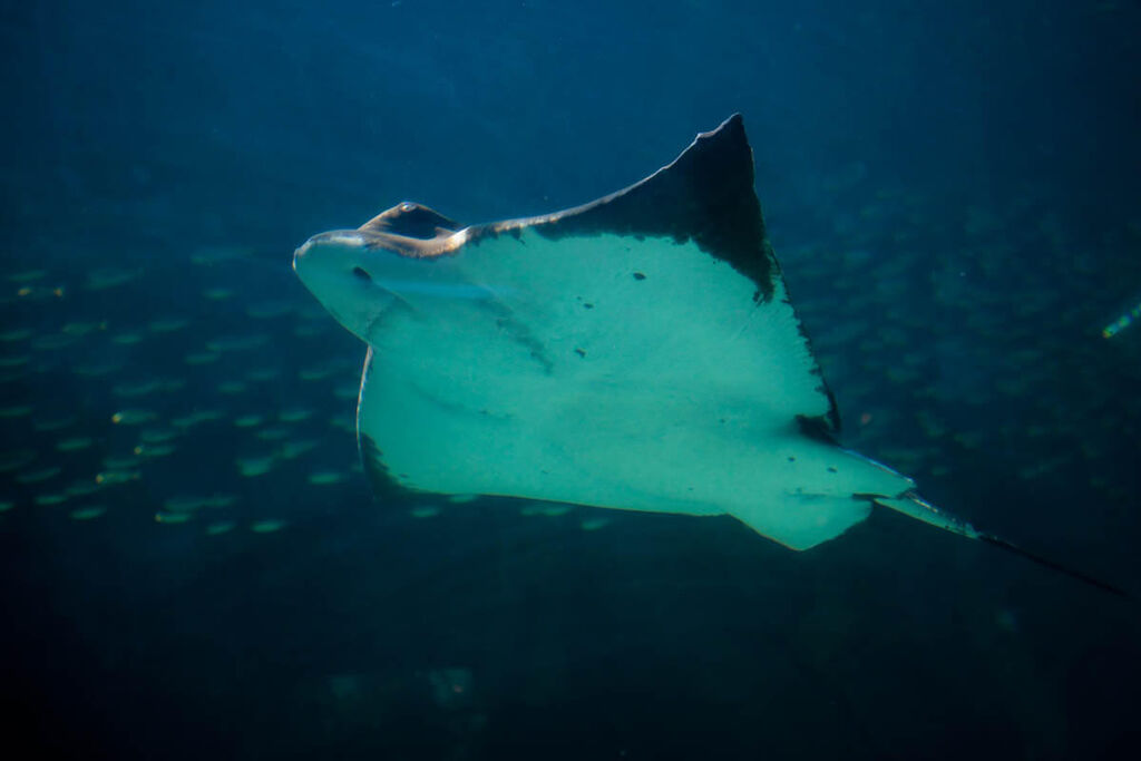 Two Oceans Aquarium | Eagle rays: everything you need to know about…