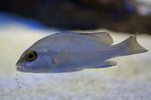 Two Oceans Aquarium | Dusky rubberlips