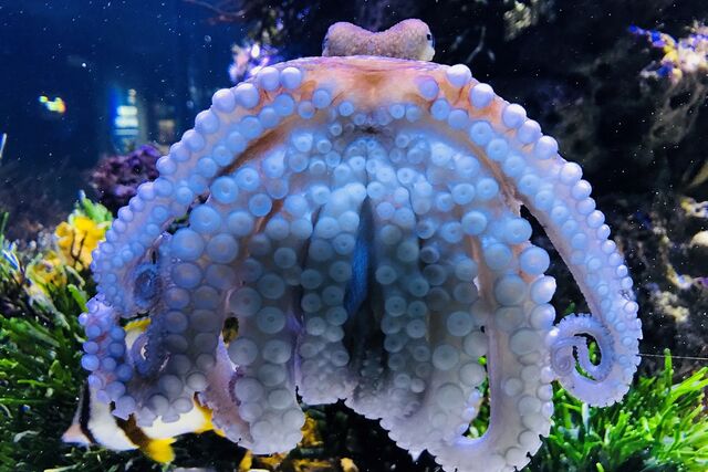 Two Oceans Aquarium | Five mysterious things you might catch our…