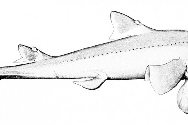 Two Oceans Aquarium | How many types of shark live in south africa's…