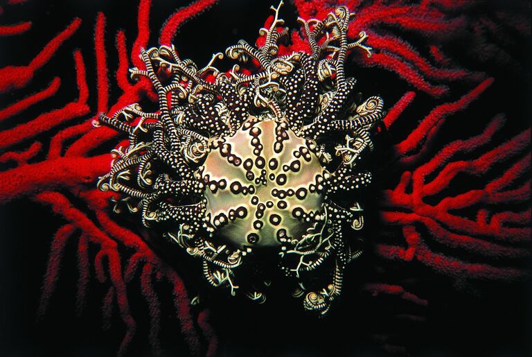 Two Oceans Aquarium | Basket star