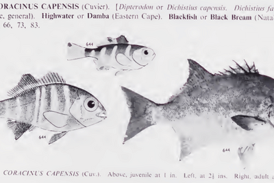 Two Oceans Aquarium | Why is the galjoen South Africa's national fish…