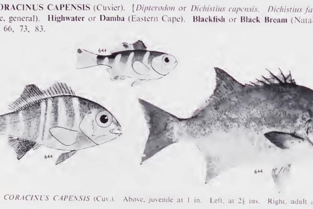 Two Oceans Aquarium | Why is the galjoen South Africa's national fish…