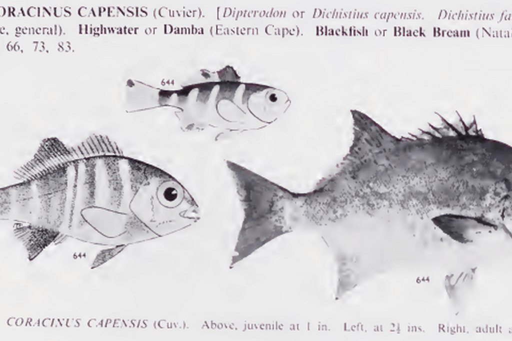 Two Oceans Aquarium | Why is the galjoen South Africa's national fish…