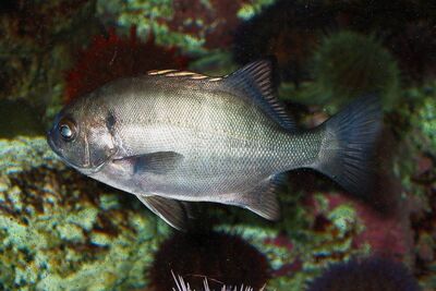 Two Oceans Aquarium | Why is the galjoen South Africa's national fish…
