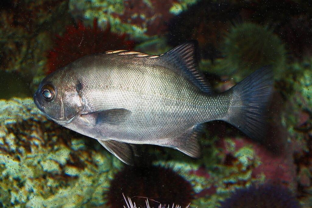 Two Oceans Aquarium | Why is the galjoen South Africa's national fish…