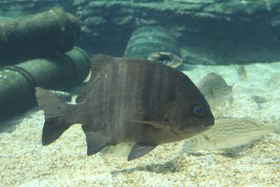 Two Oceans Aquarium | Why is the galjoen South Africa's national fish…