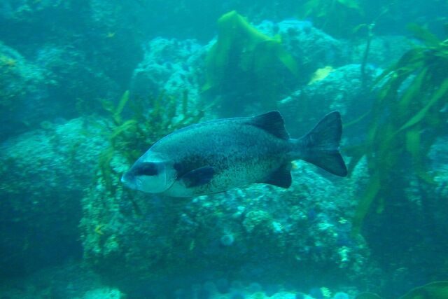 Two Oceans Aquarium | Why is the galjoen South Africa's national fish…