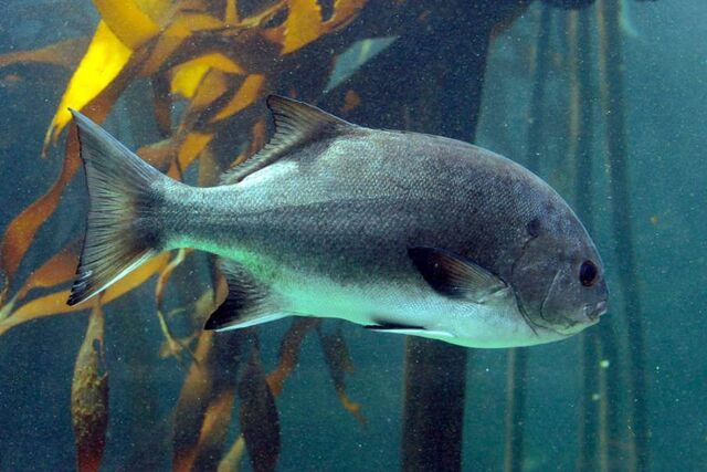 Two Oceans Aquarium | Why is the galjoen South Africa's national fish…