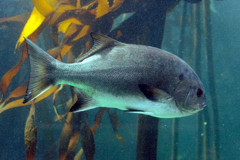 Two Oceans Aquarium | Why is the galjoen South Africa's national fish…