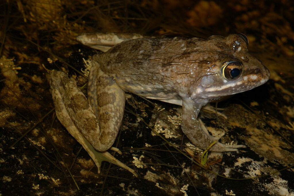 Two Oceans Aquarium Foundation | World frog day: Meet the western…