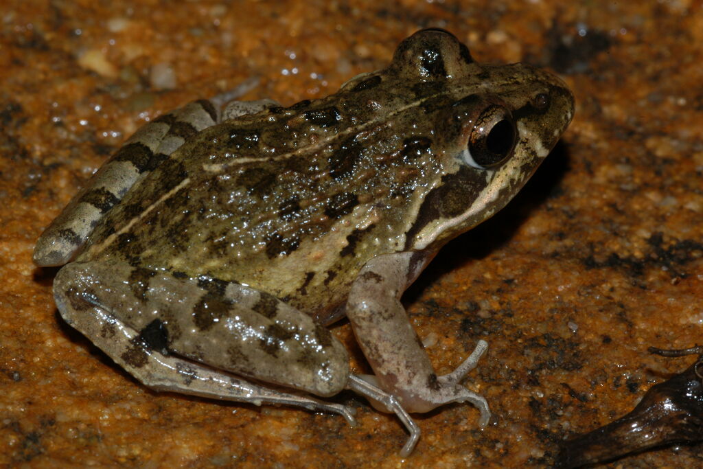 Two Oceans Aquarium | World frog day: Meet the western leopard toad…