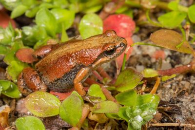 Two Oceans Aquarium Foundation | World frog day: Meet the western…