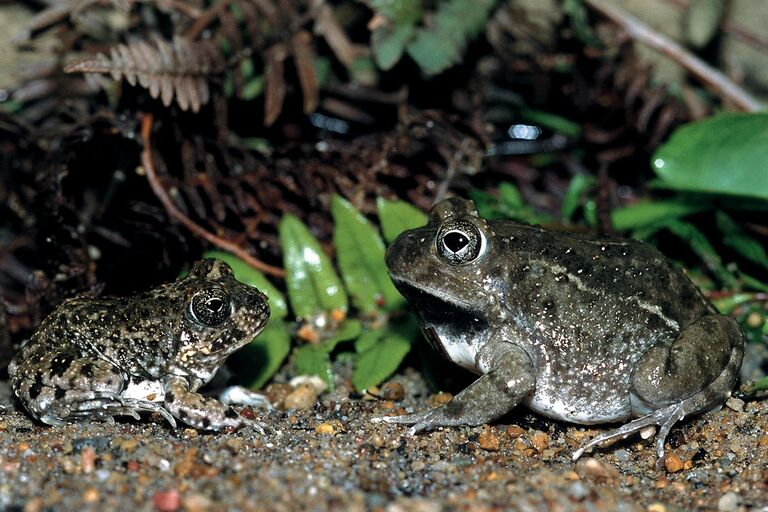 Two Oceans Aquarium Foundation | World frog day: Meet the western…