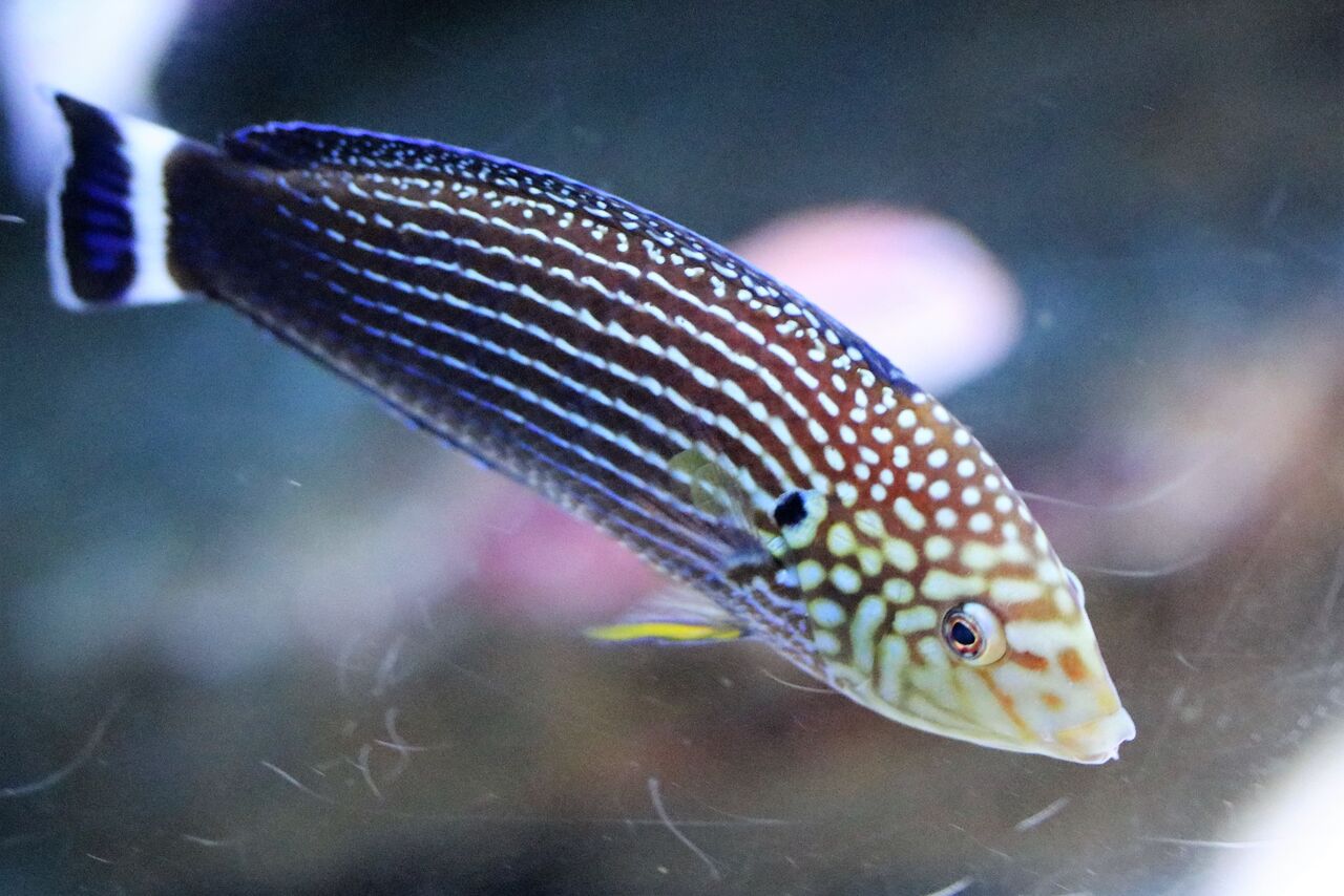 Two Oceans Aquarium | Lined wrasse
