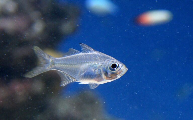 Two Oceans Aquarium | Slender glassy