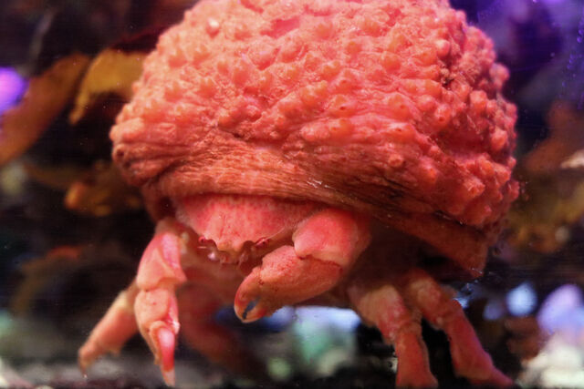 Two Oceans Aquarium | Oh crab! carapaced ocean superheroes at the two…