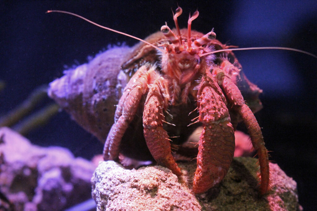Two Oceans Aquarium | Oh crab! carapaced ocean superheroes at the two…