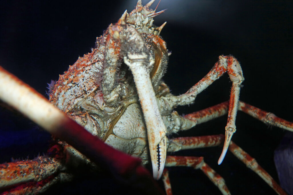Two Oceans Aquarium | Oh crab! carapaced ocean superheroes at the two…