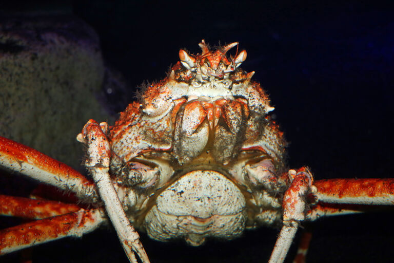 Two Oceans Aquarium | Oh crab! carapaced ocean superheroes at the two…