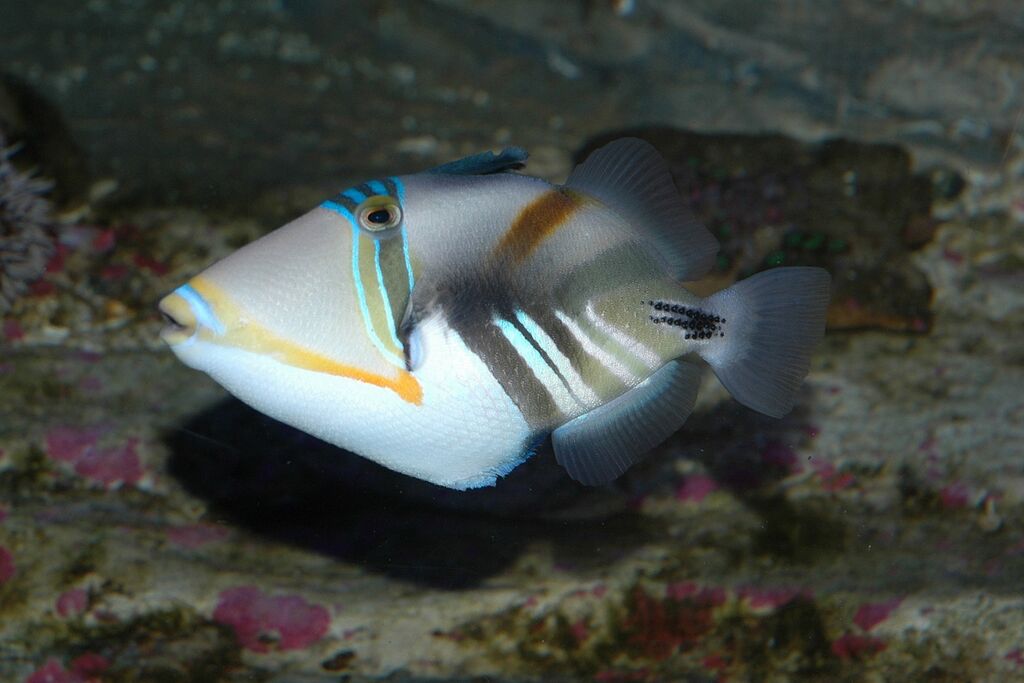 Two Oceans Aquarium | Picasso triggerfish