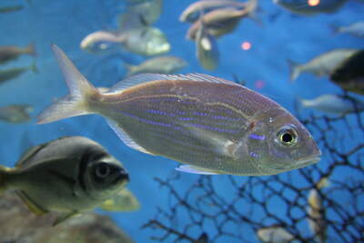 Two Oceans Aquarium | Red tjor-tjor