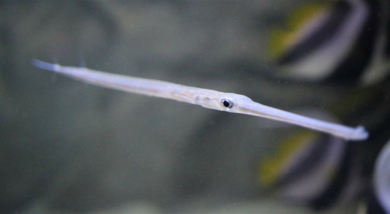 Two Oceans Aquarium | Smooth flutemouth