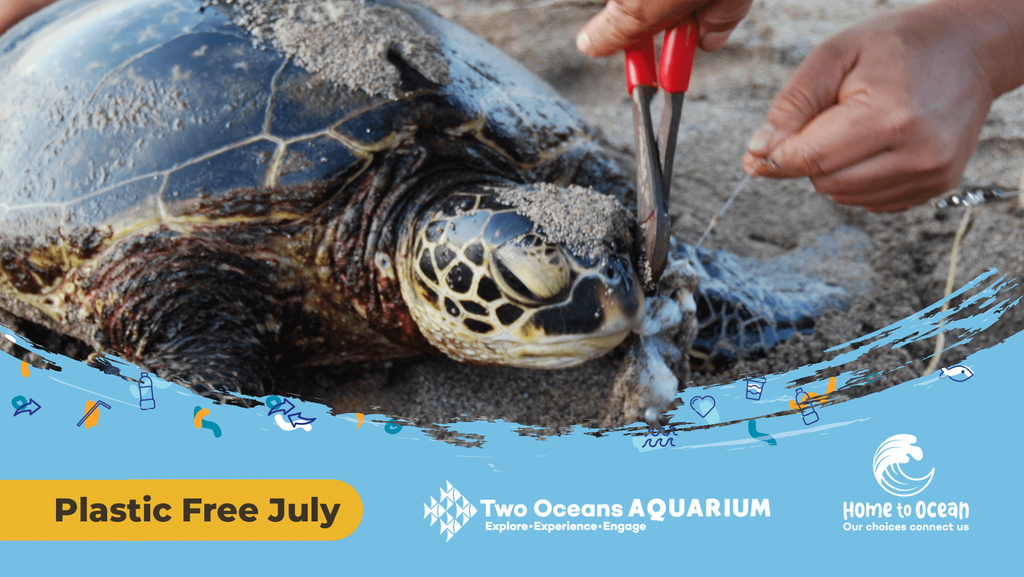 Two Oceans Aquarium | The plastic problem: how does plastic pollution…