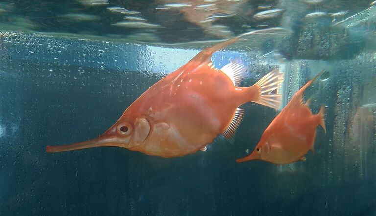 Two Oceans Aquarium | Bellowsfish