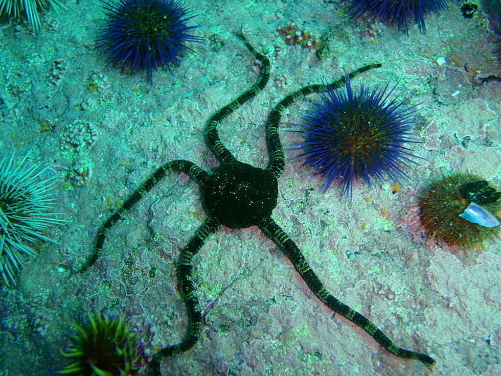 Two Oceans Aquarium Foundation | Serpent-skinned brittle star