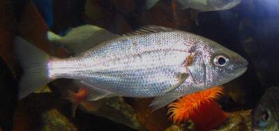 Two Oceans Aquarium | Piggy