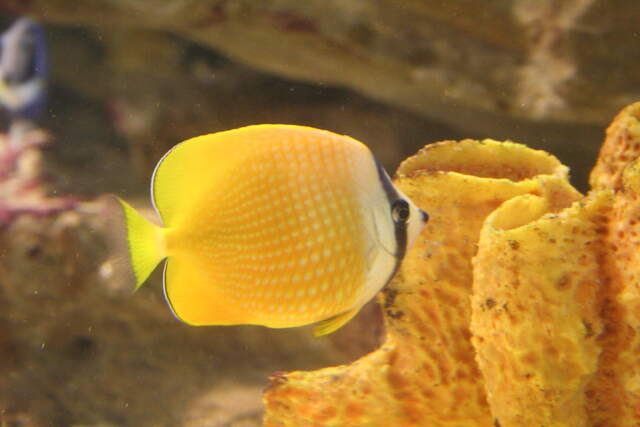 Two Oceans Aquarium | White-spotted butterflyfish